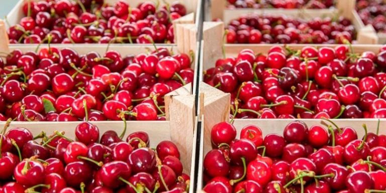 Maersk destaca servicio Cherry Express diseñado para agilizar el ...